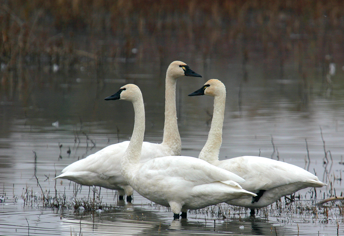 The Tundra Swans of Macum Creek - Queen's Landing