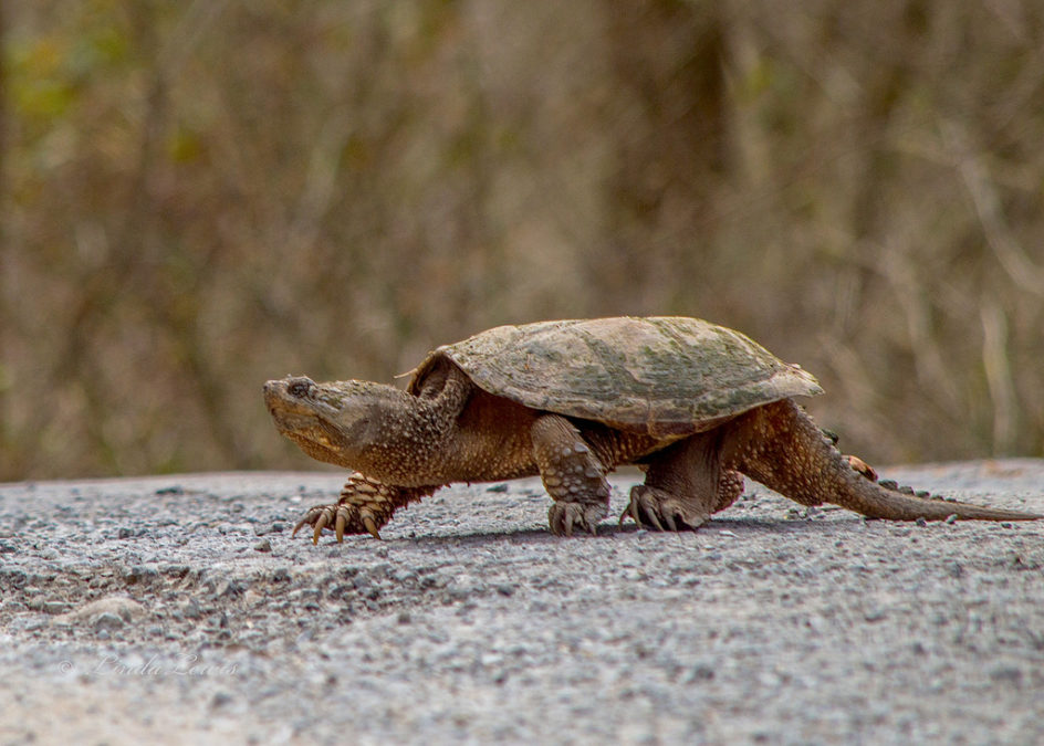 Wonders of Wildlife: Eastern Snapping Turtle - Queen's Landing